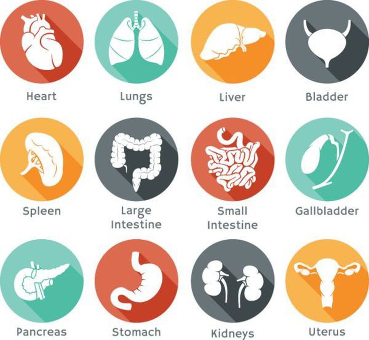 Human organs - MEDizzy