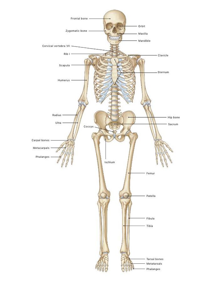 General anatomy - MEDizzy
