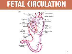Fetal circulation - MEDizzy