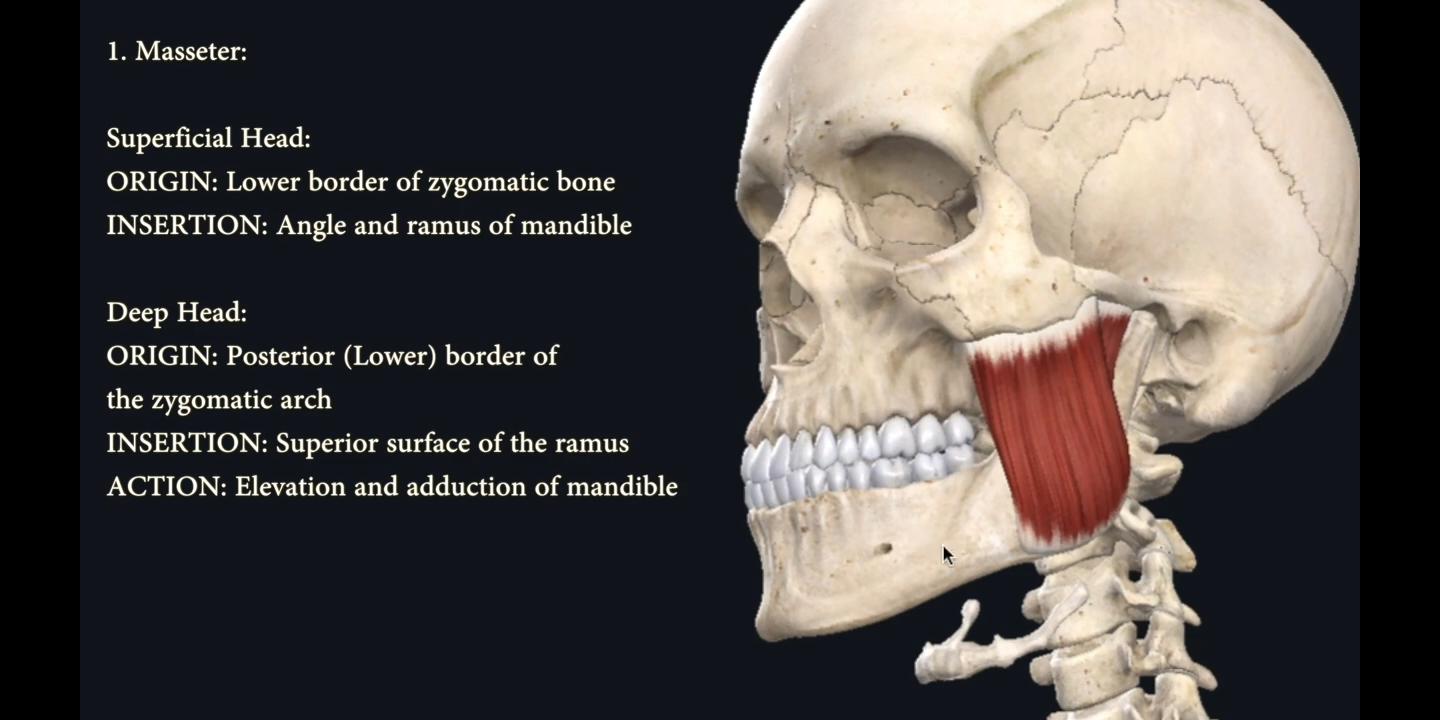 Masseter Origin And Insertion