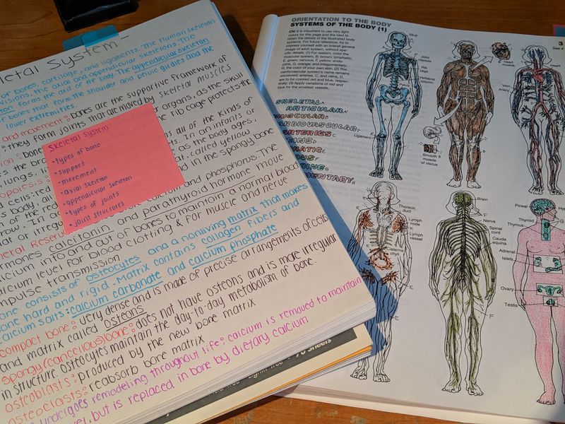 Skeletal System - MEDizzy