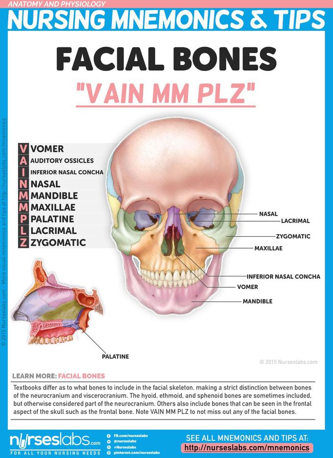 Facial bone - MEDizzy