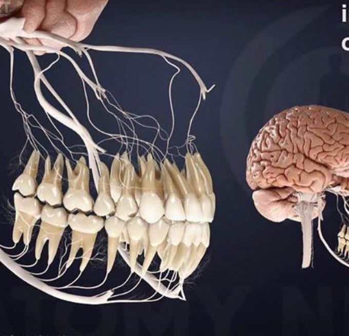 The trigeminal nerve is the fifth and largest pair of - MEDizzy