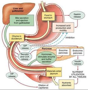 Digestive system - MEDizzy
