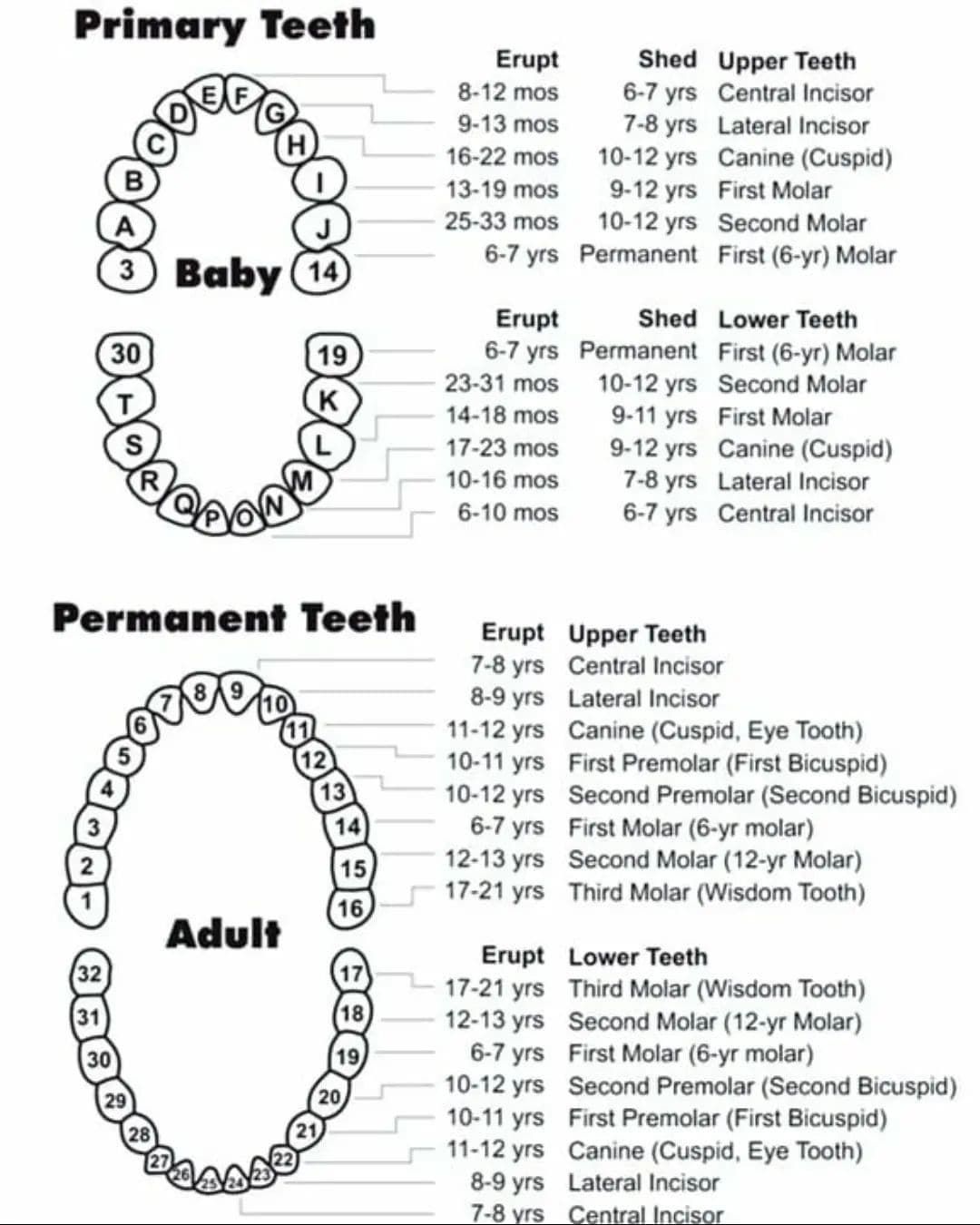 supernumerary permanent teeth chart
