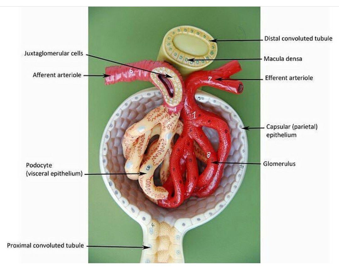 Kidney Anatomy Glomerulus