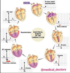 Electrical events of the cardiac cycle - MEDizzy
