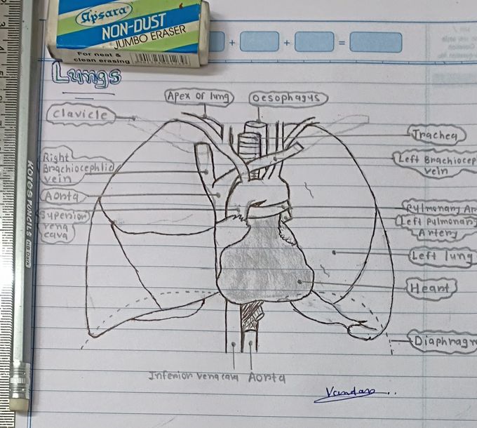 Lungs Basic Information for Students - MEDizzy