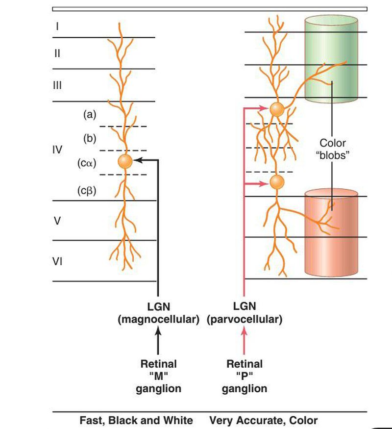 Primary Visual Cortex Layers Inhibitory Interneurons In Visual