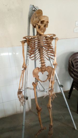 Skeleton of human body - MEDizzy