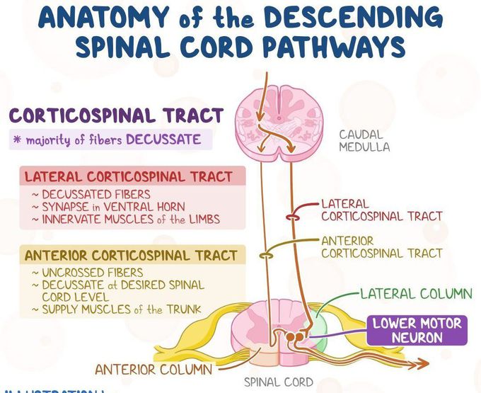 Anatomy of the Descending SC Pathway - MEDizzy