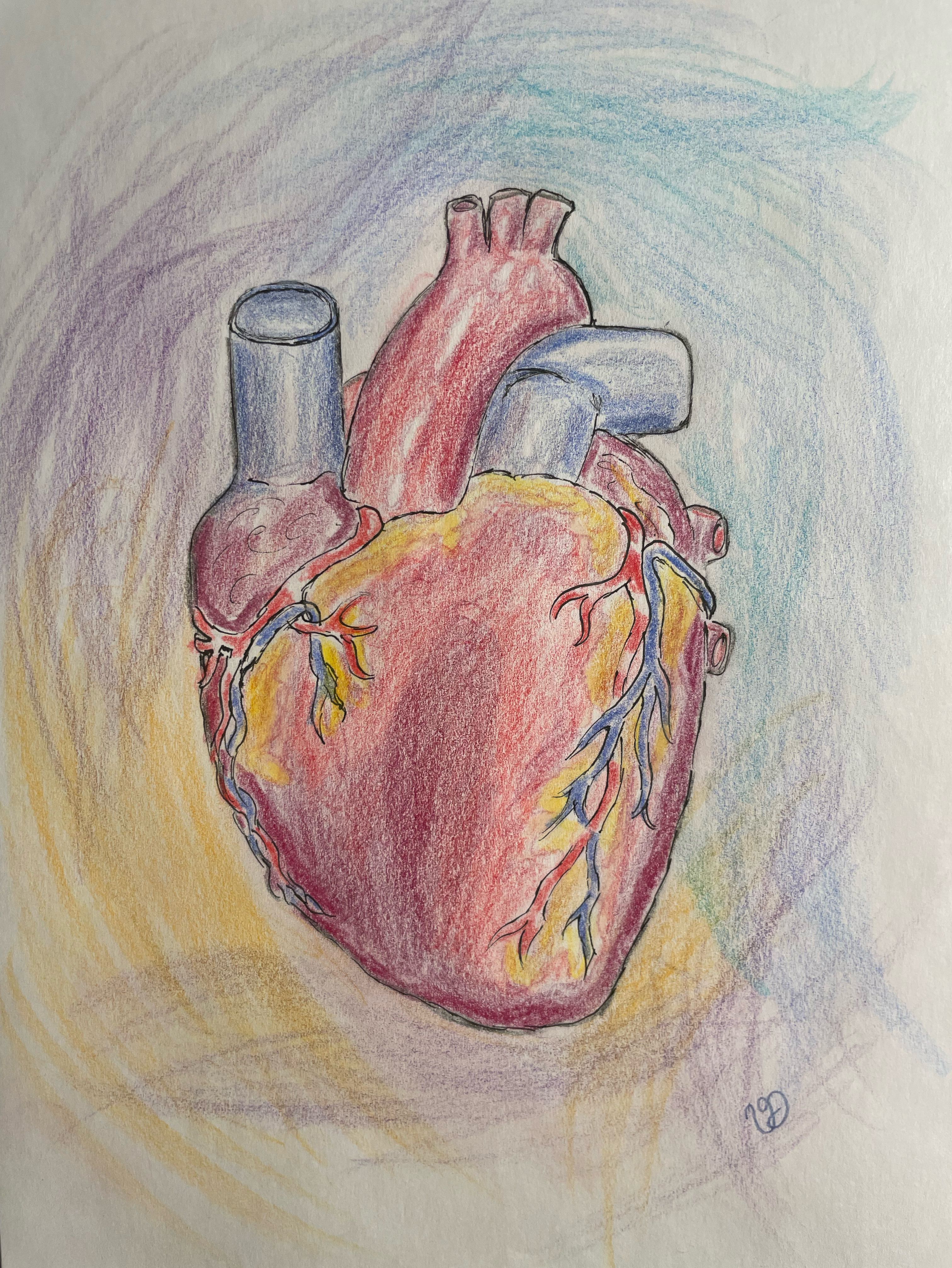Pencil Drawing Human Heart