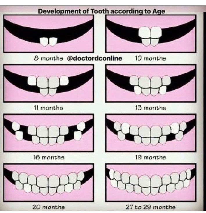 Eruption of Deciduous Teeth - MEDizzy