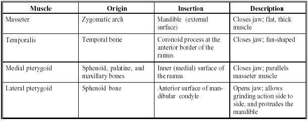 Muscles of Mastication - MEDizzy