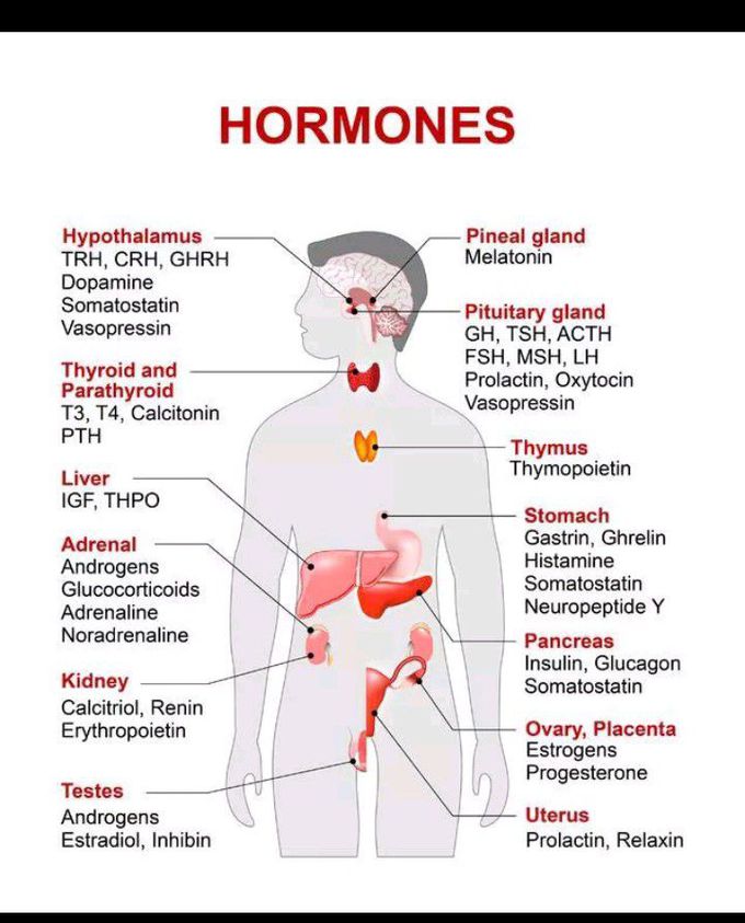 Hormones - MEDizzy