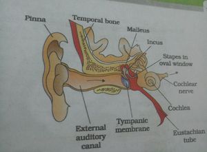 The Ear - MEDizzy