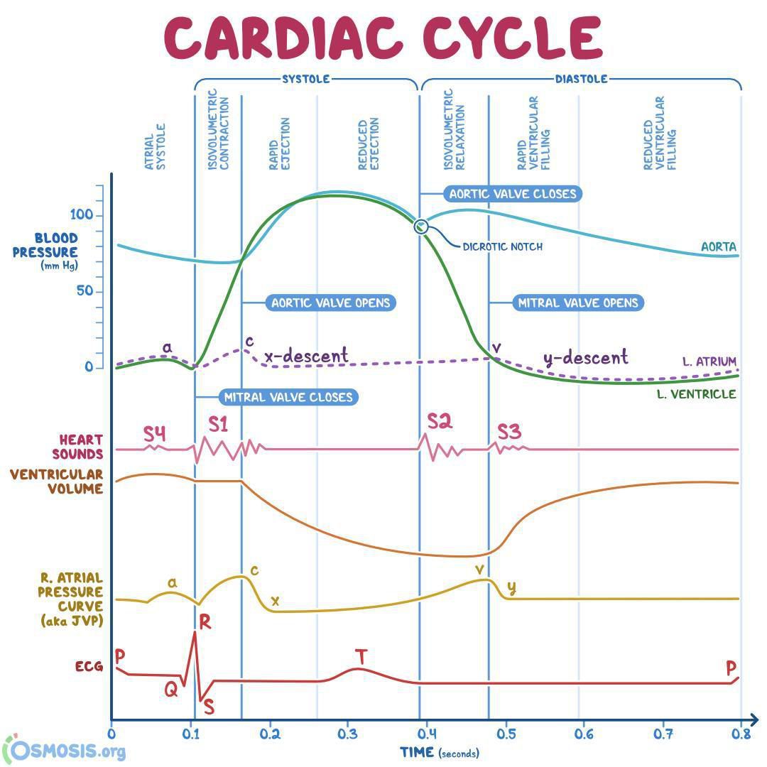 cardiac cycle list