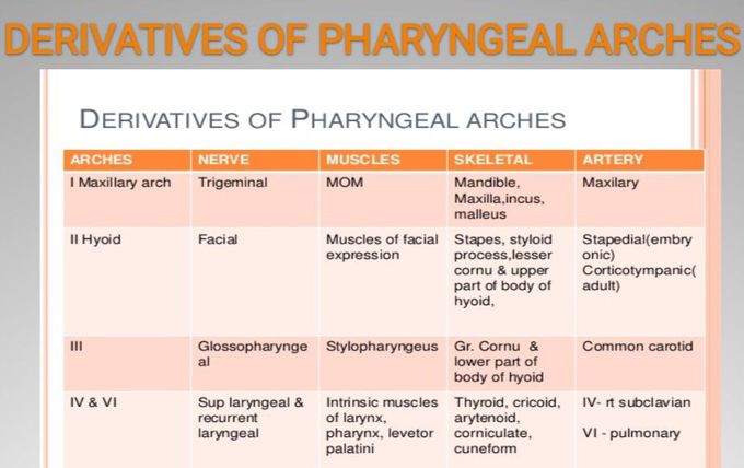 Pharyngeal Arch Derivatives - MEDizzy