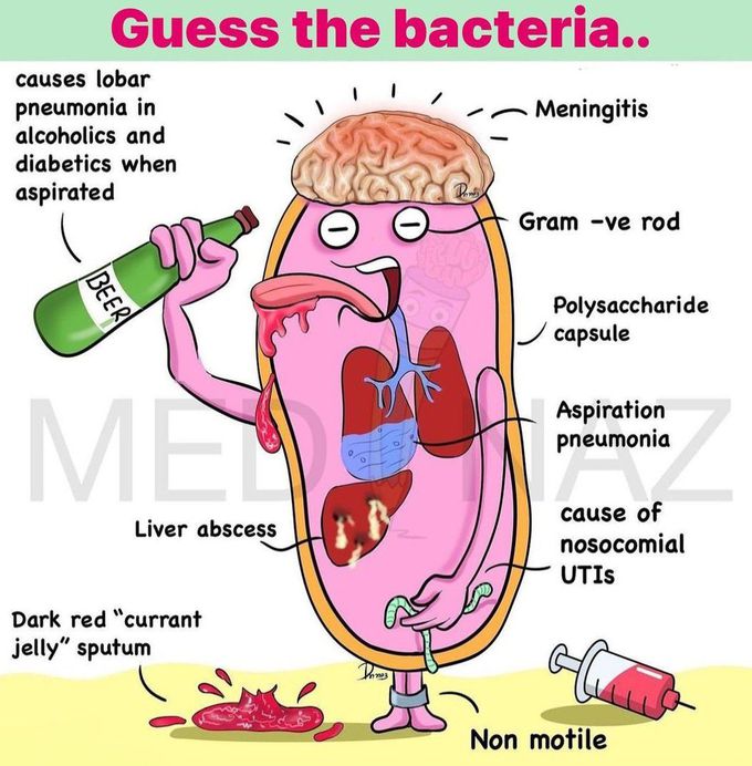 Guess the Bacteria - MEDizzy