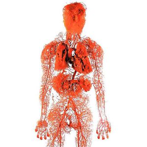 The best work of art is what hides inside the human body and - MEDizzy