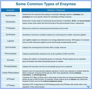 enzymes examples and functions