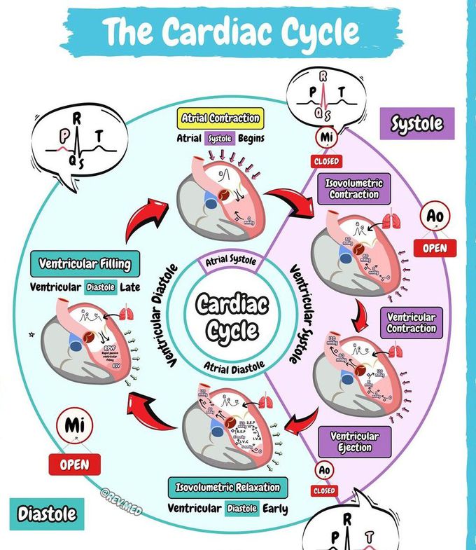 Cardiac Cycle - MEDizzy