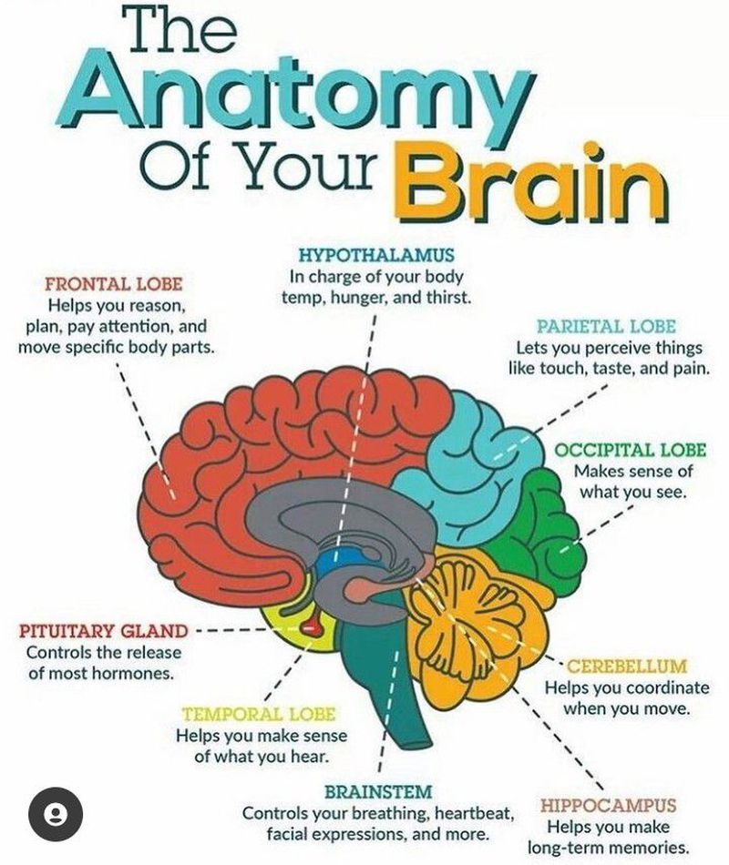 Diagrama Do Cerebro Interior
