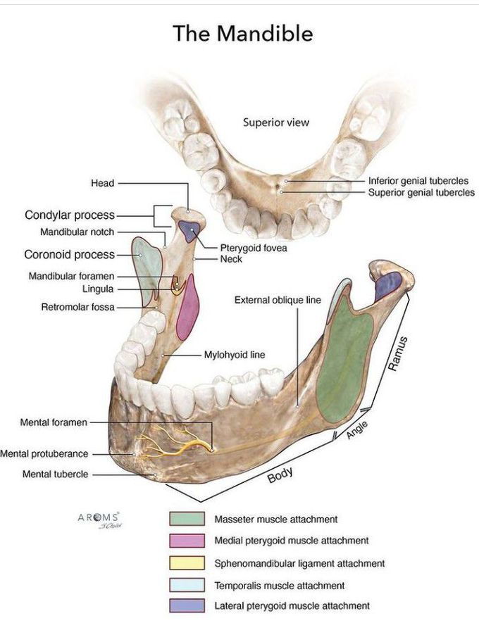 Anatomy of Mandible - MEDizzy