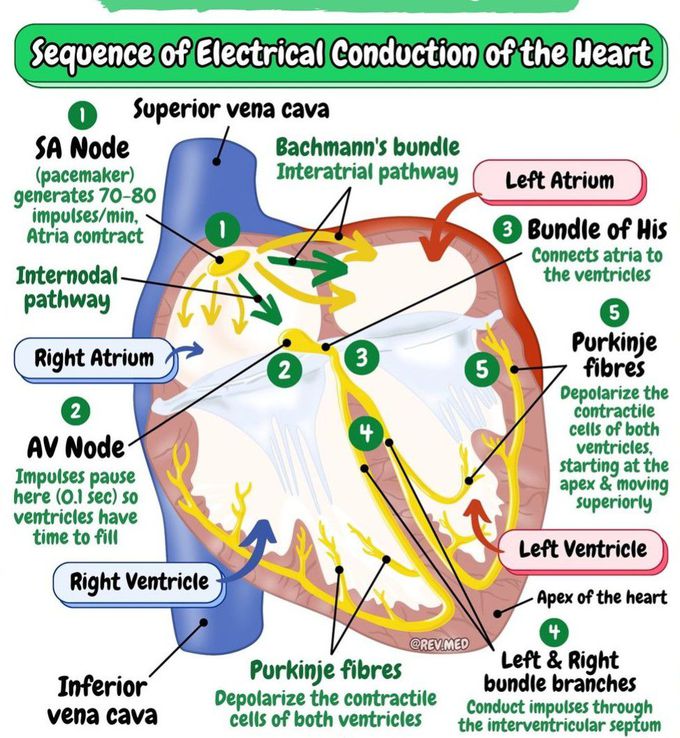 Sequence of Electrical Conduction - MEDizzy