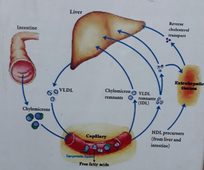 Lipoproteins and lipid transport - MEDizzy