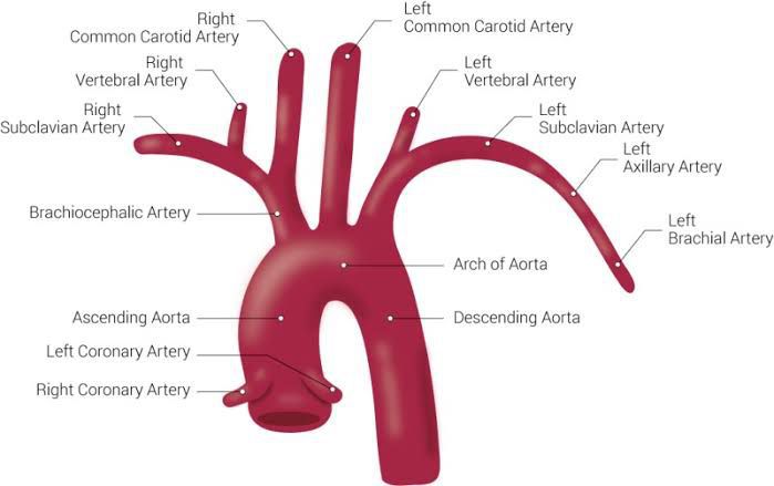Aortic Arch - MEDizzy