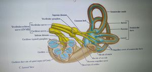8th crenial nerve (V.C.) - MEDizzy