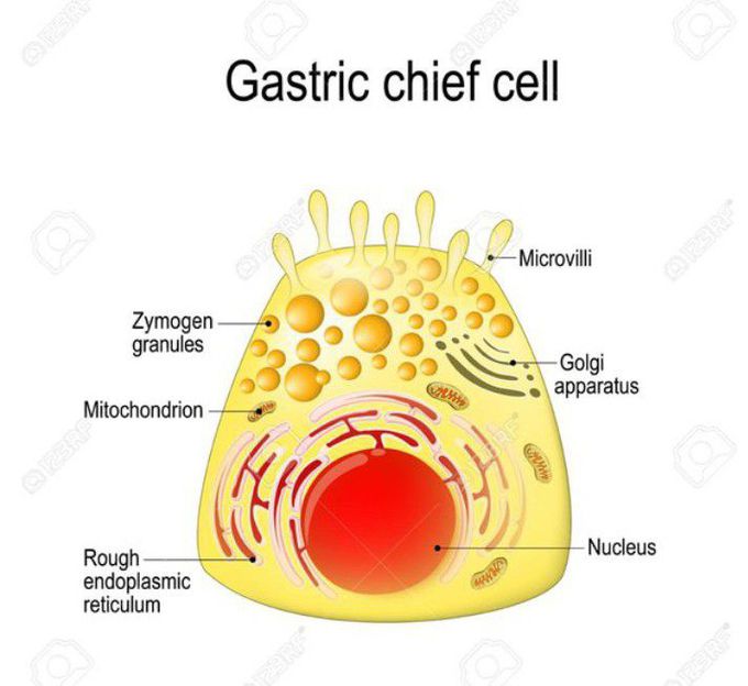Gastric chief cell's - MEDizzy
