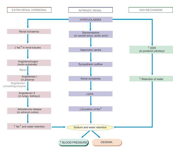Edema mechanisms - MEDizzy