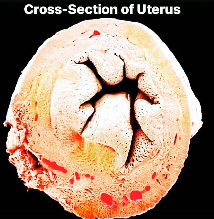 Cross Section of Uterus - MEDizzy