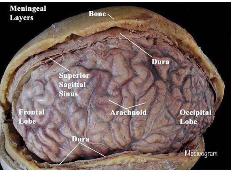 Layers Of The Brain Anatomy