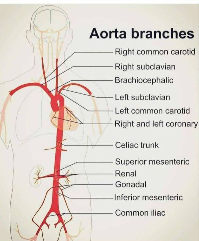 Branches of Aorta - MEDizzy