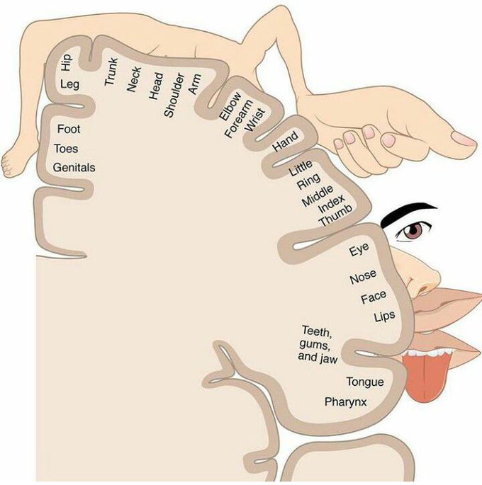 Easy to learn - MEDizzy