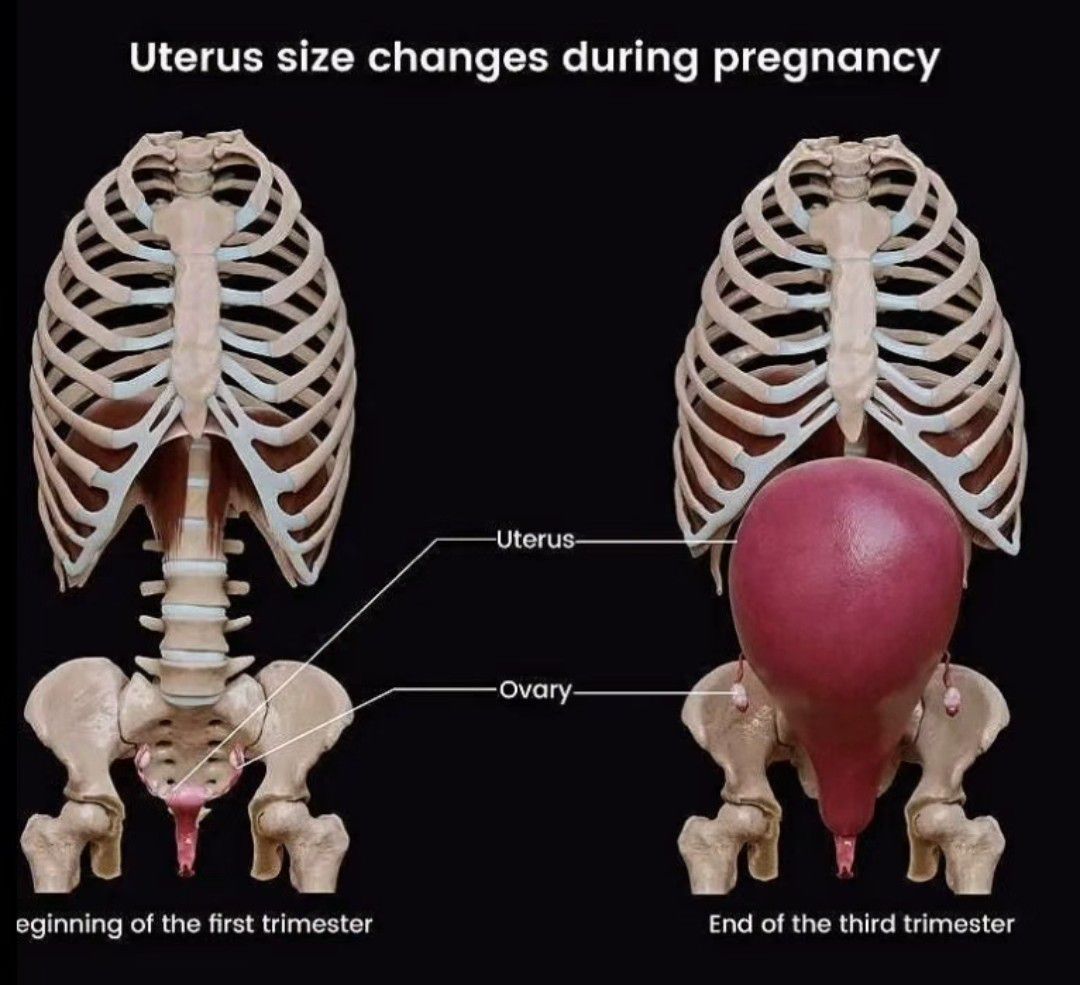 Uterus Changes During Pregnancy MEDizzy