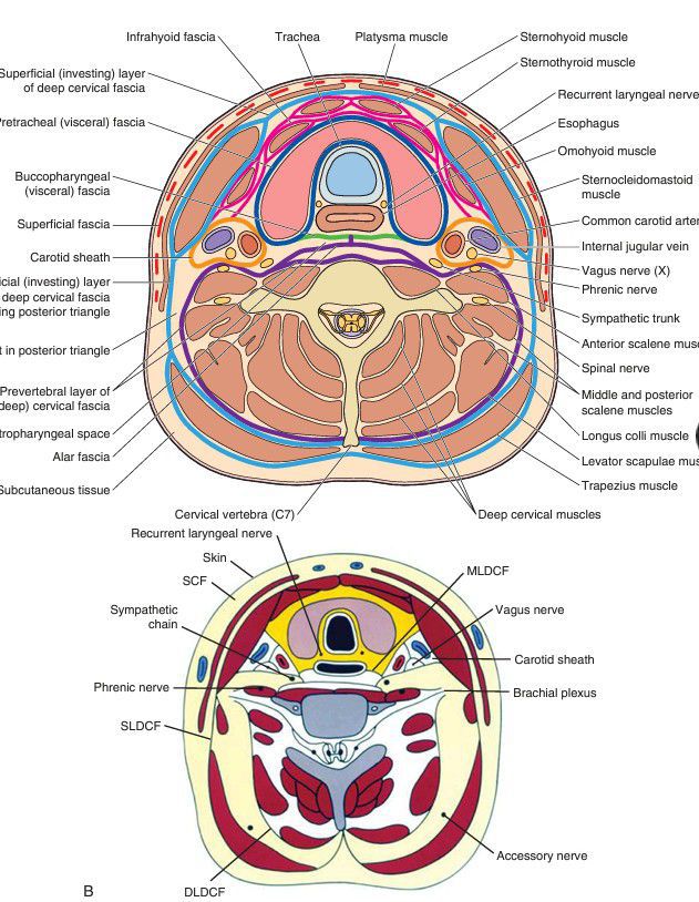 Cervical Fascia Anatomy Head And Neck Fascia And Compartments: No