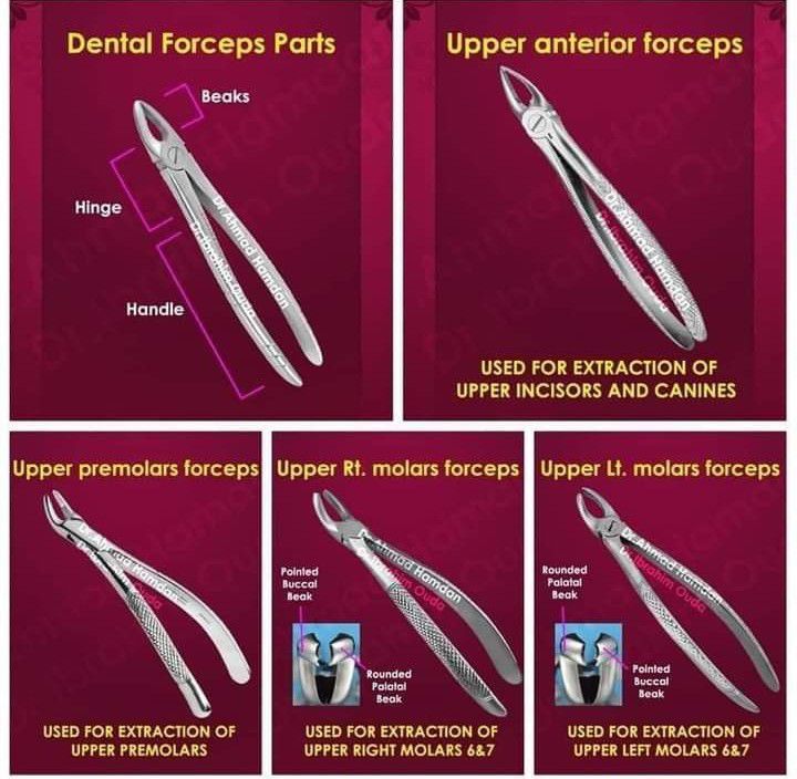 Dental Forceps - MEDizzy