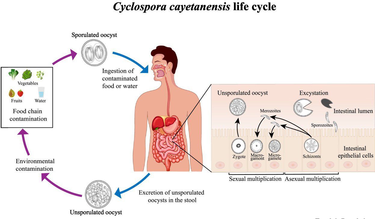 Cyclospora - MEDizzy