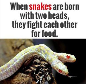 Snake bite - MEDizzy