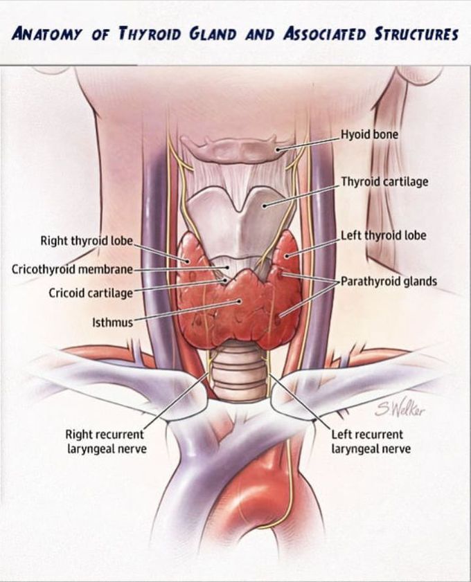 Thyroid - MEDizzy