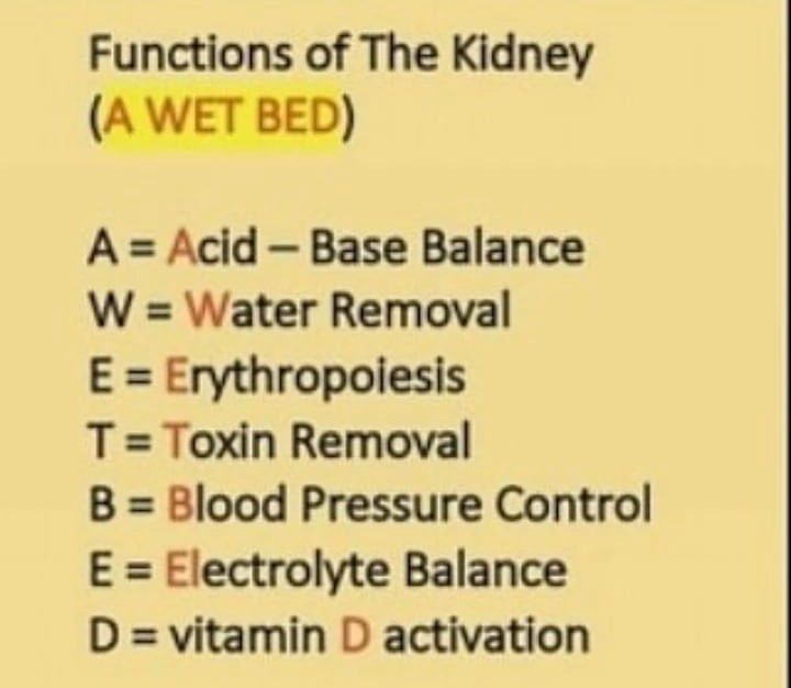 Functions of the kidney - MEDizzy