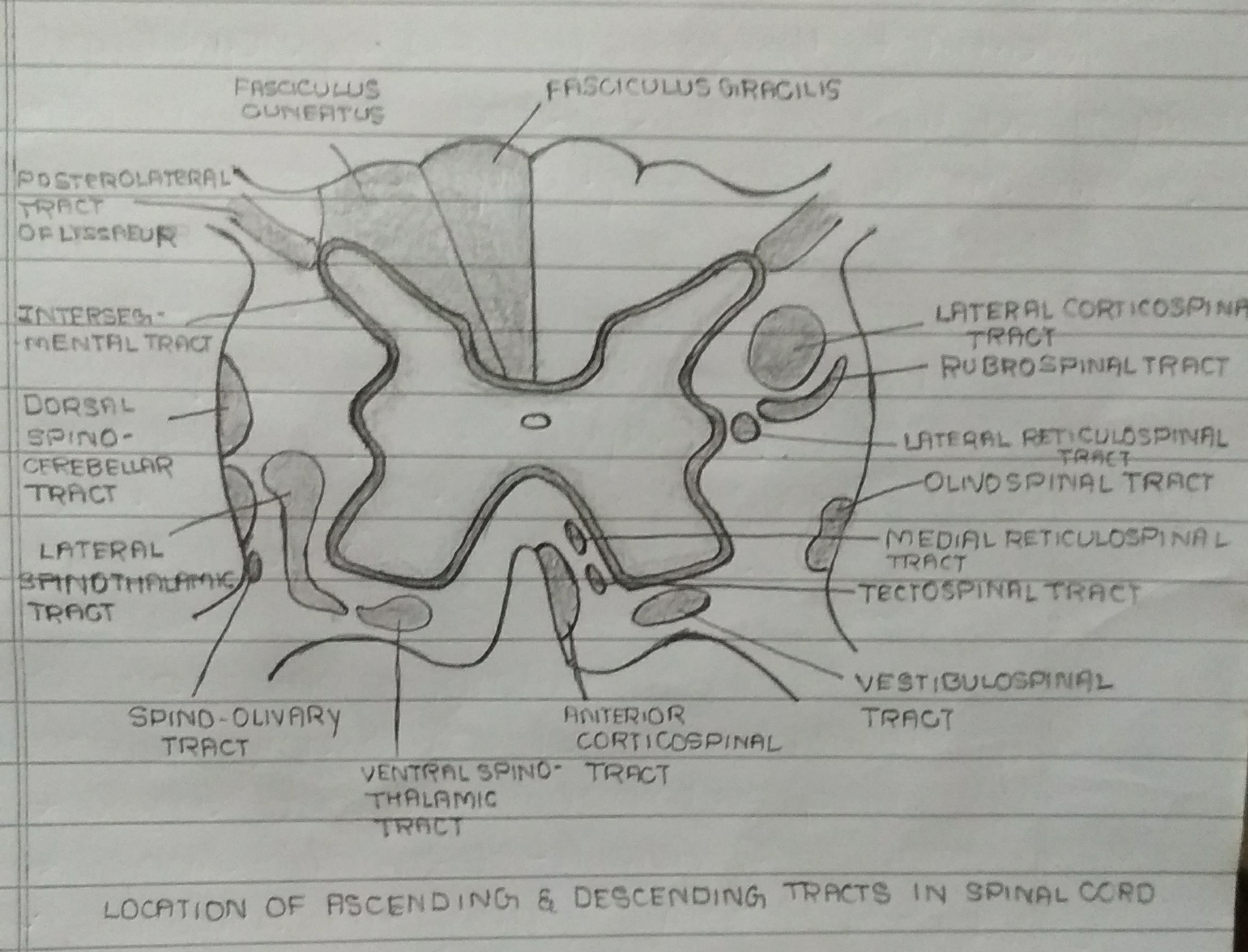 Ascending And Descending Tracts Of The Spinal Cord Labeled