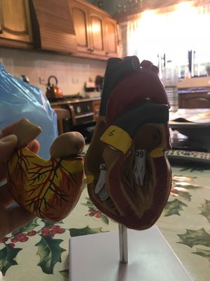 3-D Model Of The Heart. - MEDizzy