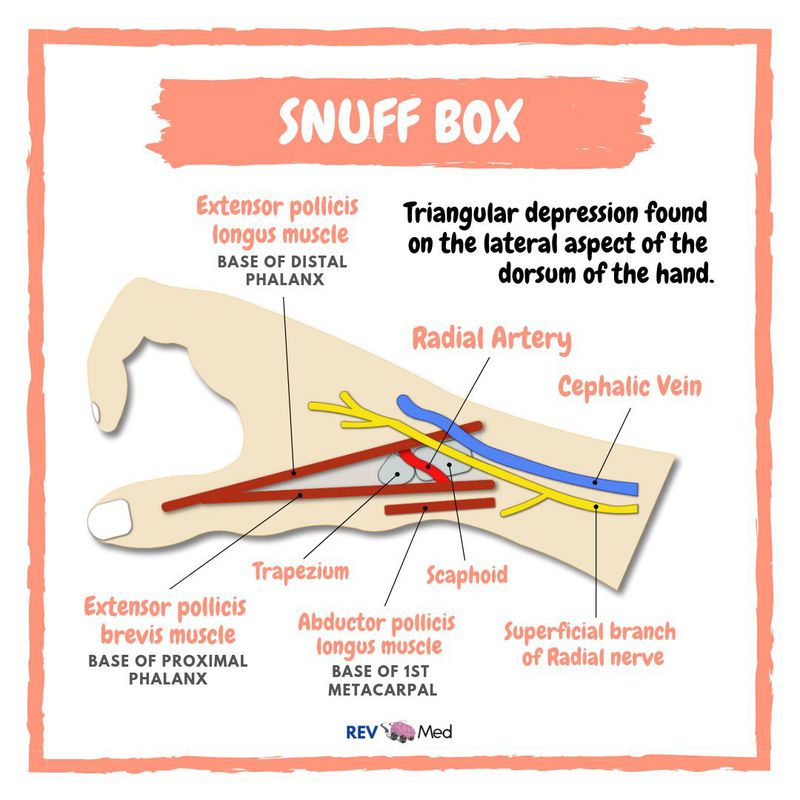 Anatomical Snuff Box Scaphoid