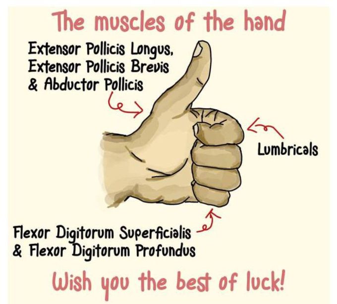 Handing you a helping hand with the muscles of the hand - MEDizzy