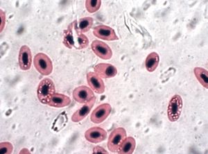 Fish rbc morphology - MEDizzy